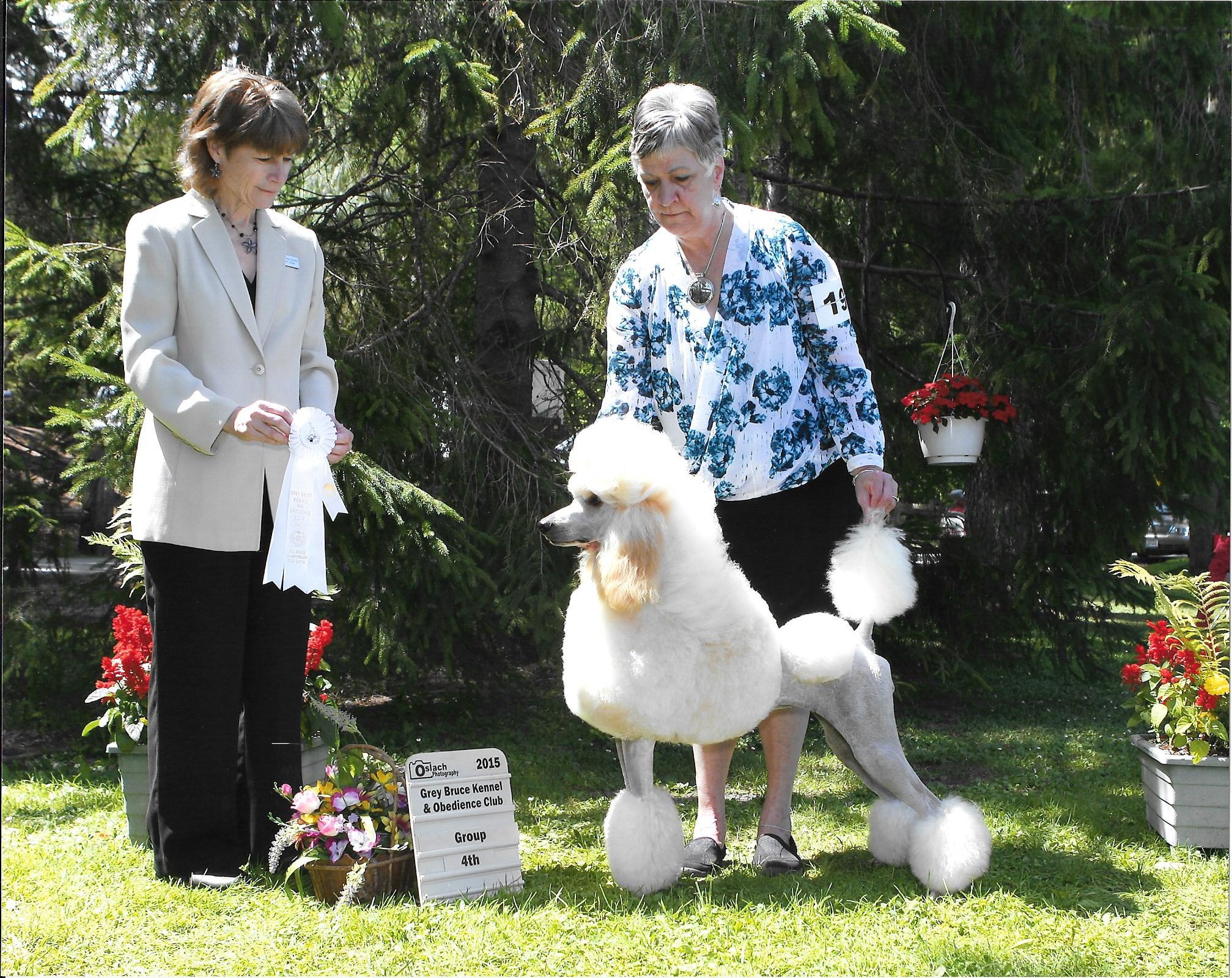 Arreau Red Standard Poodles